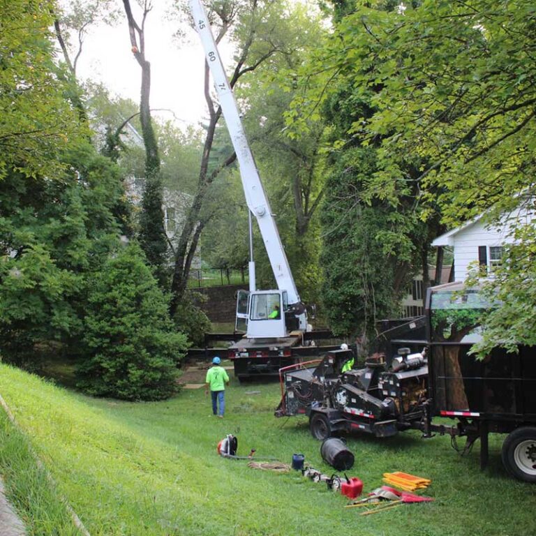 America Tree Service » Maryland's Tree Care Experts