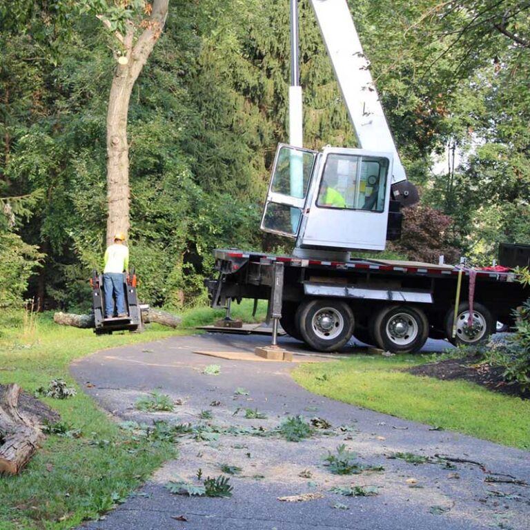 America Tree Service » Maryland's Tree Care Experts