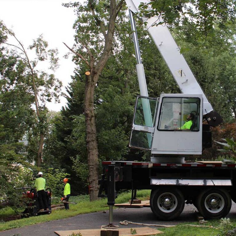 America Tree Service » Maryland's Tree Care Experts