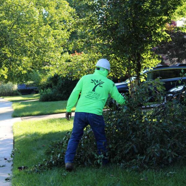 America Tree Service » Maryland's Tree Care Experts