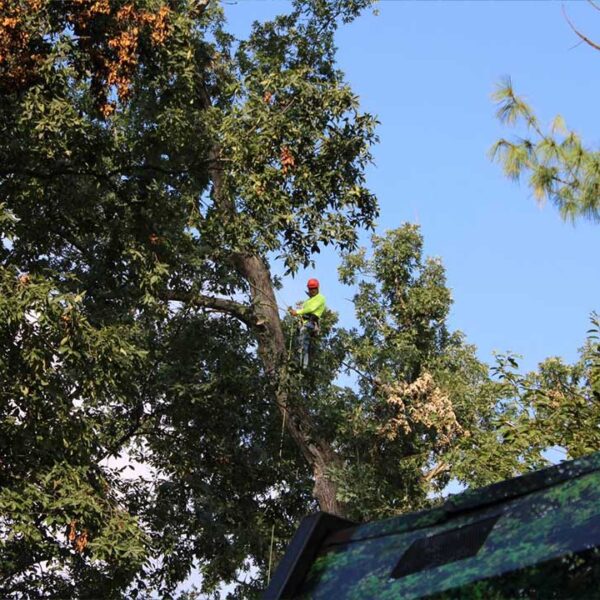 America Tree Service » Maryland's Tree Care Experts