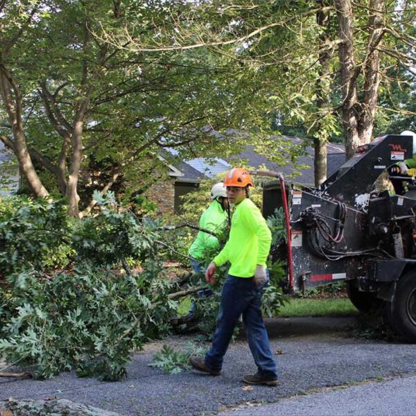 America Tree Service » Maryland's Tree Care Experts